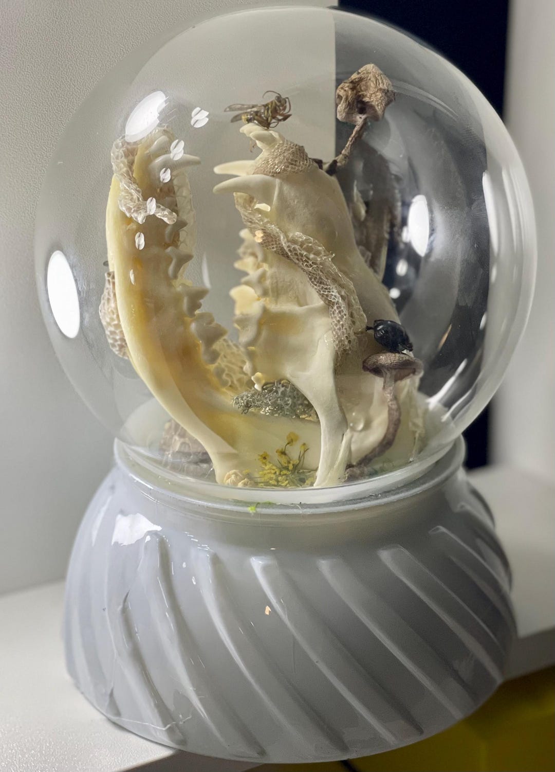 Fox Skull, Skulls, Wasp, Wasp Nest, Beetles, Oddities, Snake Skin, Moss ...