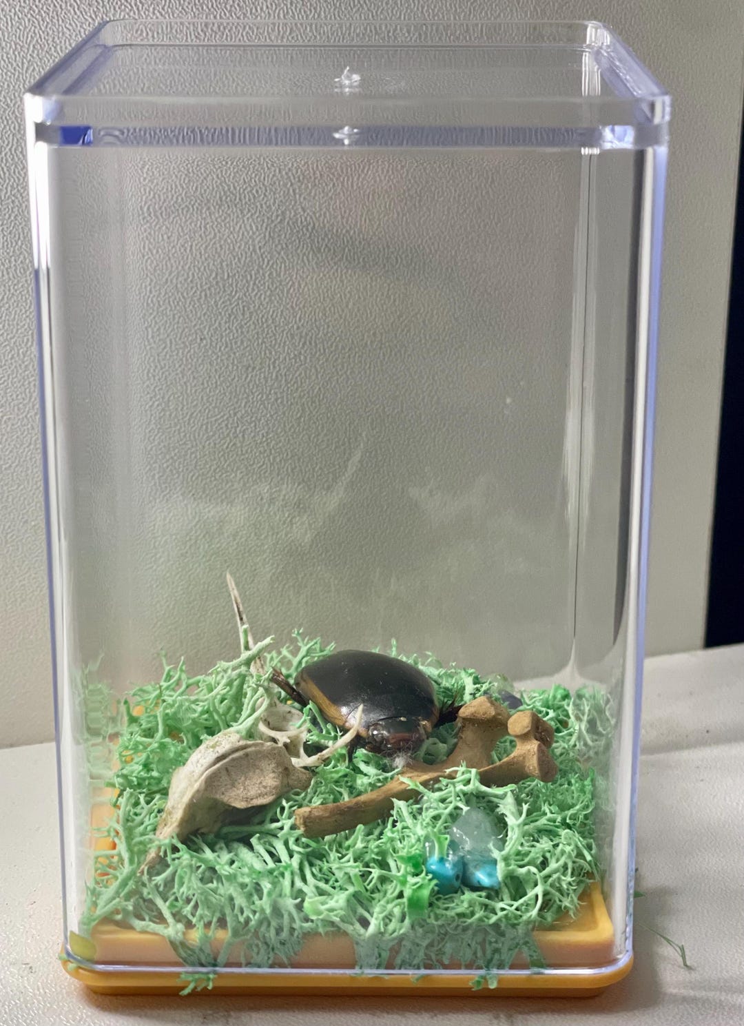 Water Bug, Bones, Oddities, Shadow Box, Crystals, Moss, Bugs. - Etsy