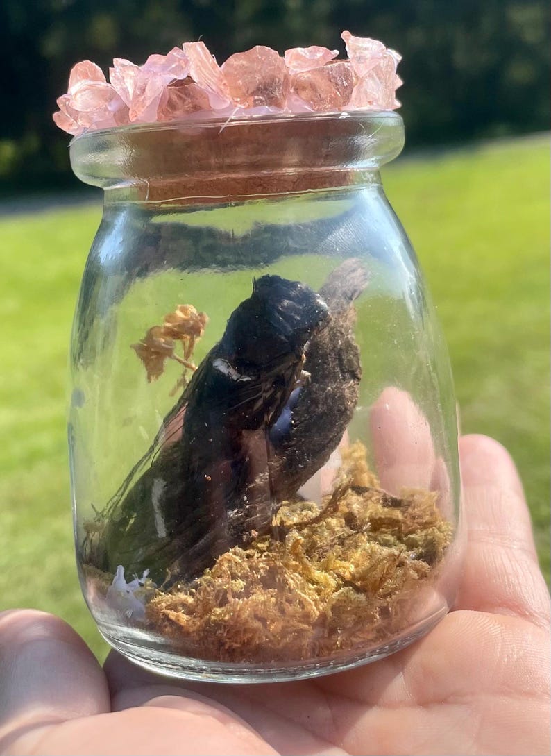 Cicada, Oddities, Bug Art, Taxidermy, Goth Vibes, Shadow Box. - Etsy