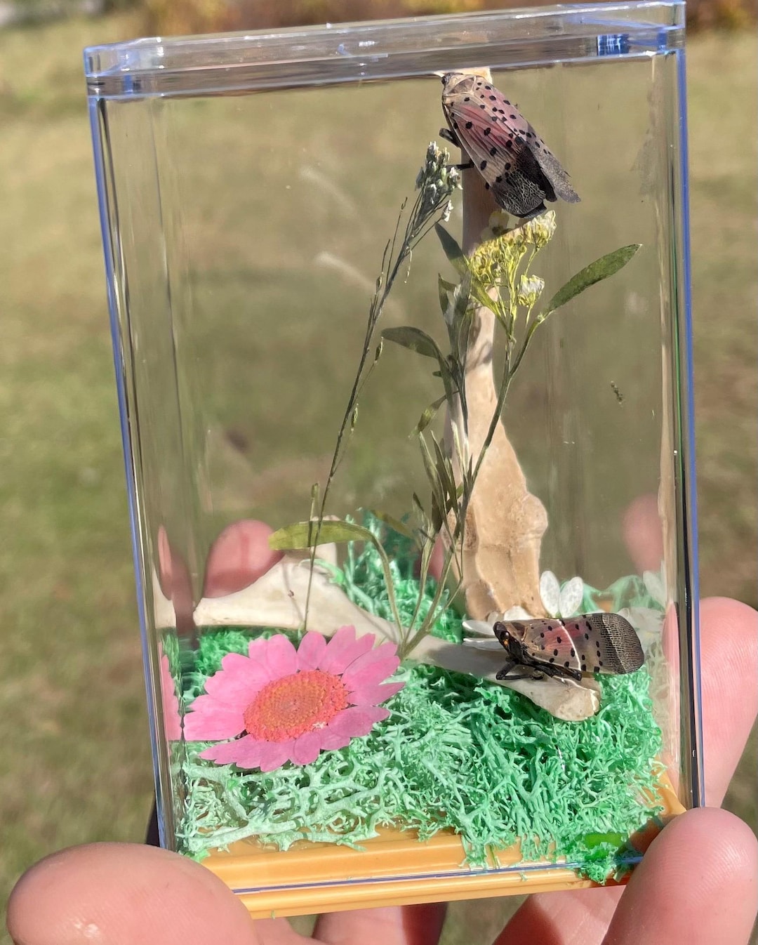 Lantern Flies, Bugs, Shadow Box, Bones, Flowers. - Etsy