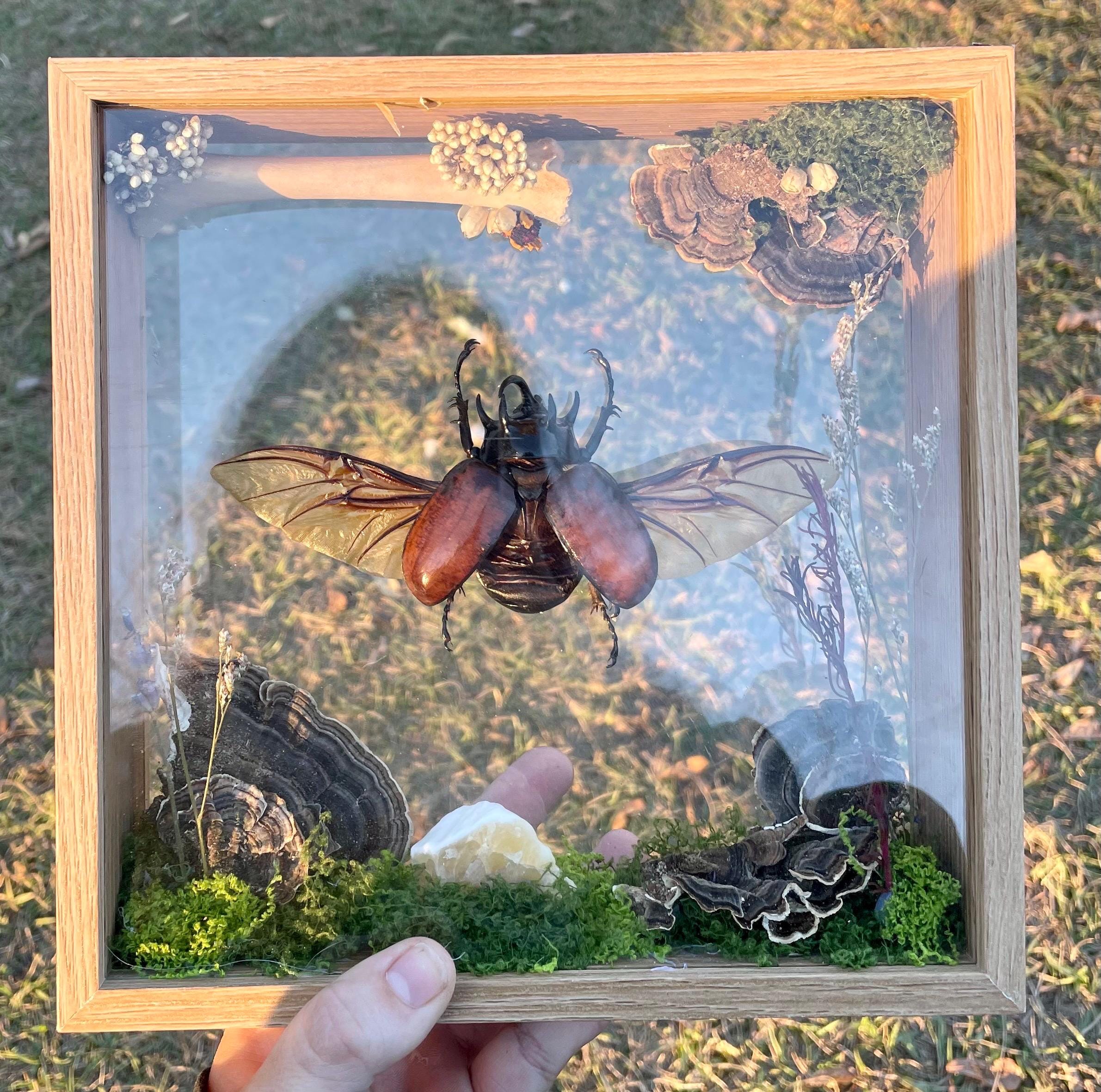 Ox Beetle, Beetles, Shadow Box, Bones, Flowers, Crystals, Oddities ...