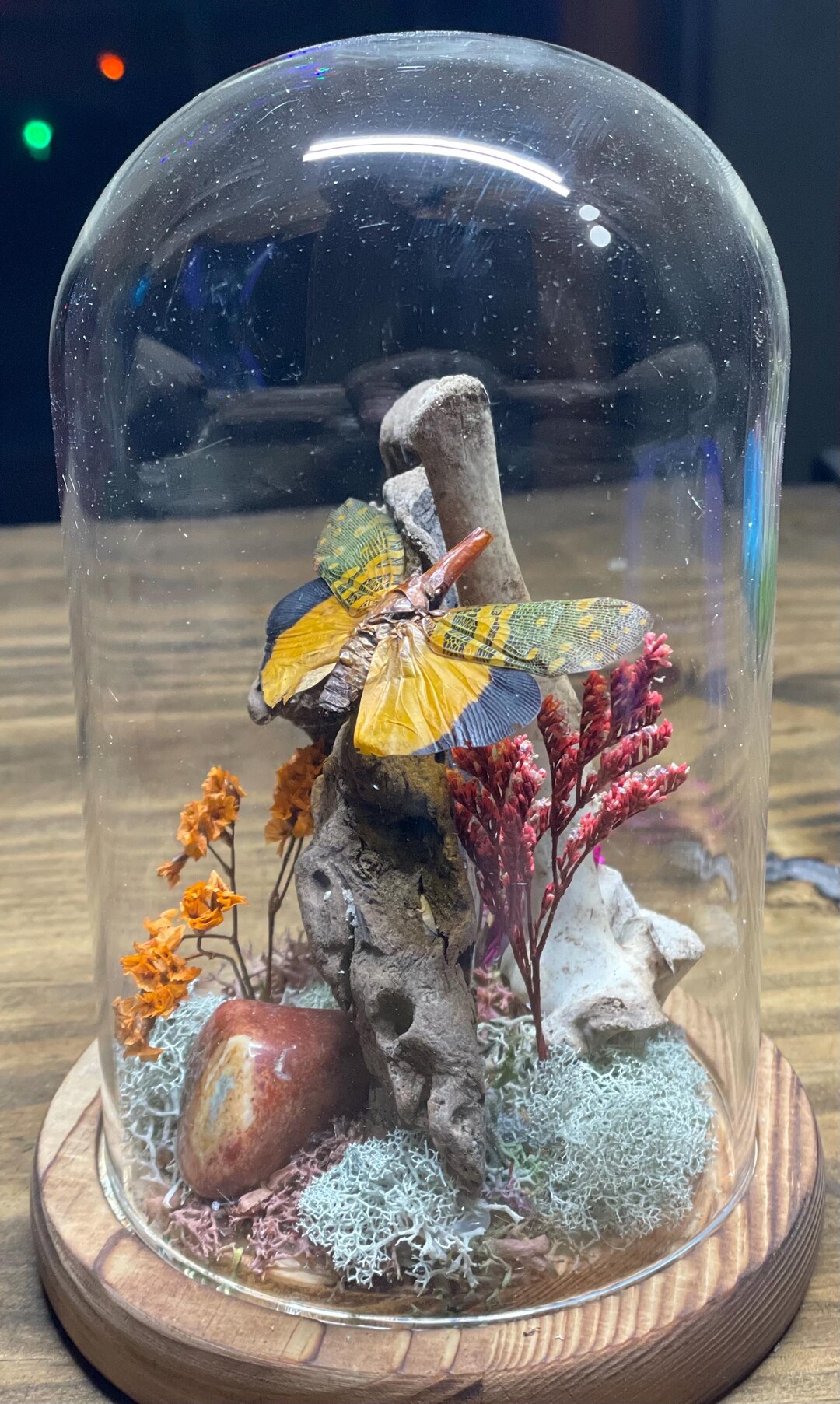 Plant Hopper Cicada, Cicada, Bugs, Oddities, Taxidermy, Drift Wood ...