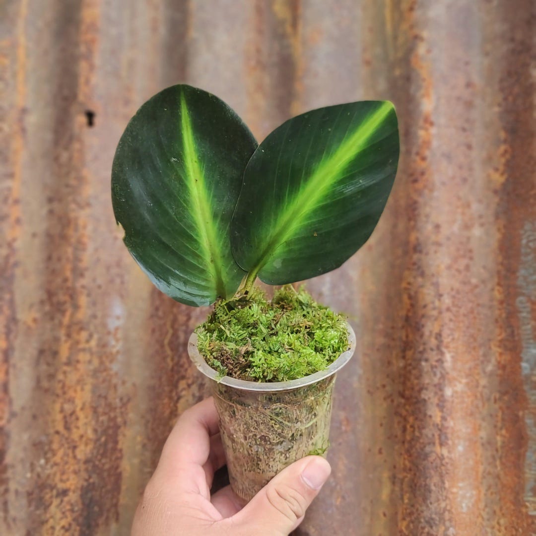 Scindapsus Neon Stripe: A Vibrant Splash of Nature - Etsy