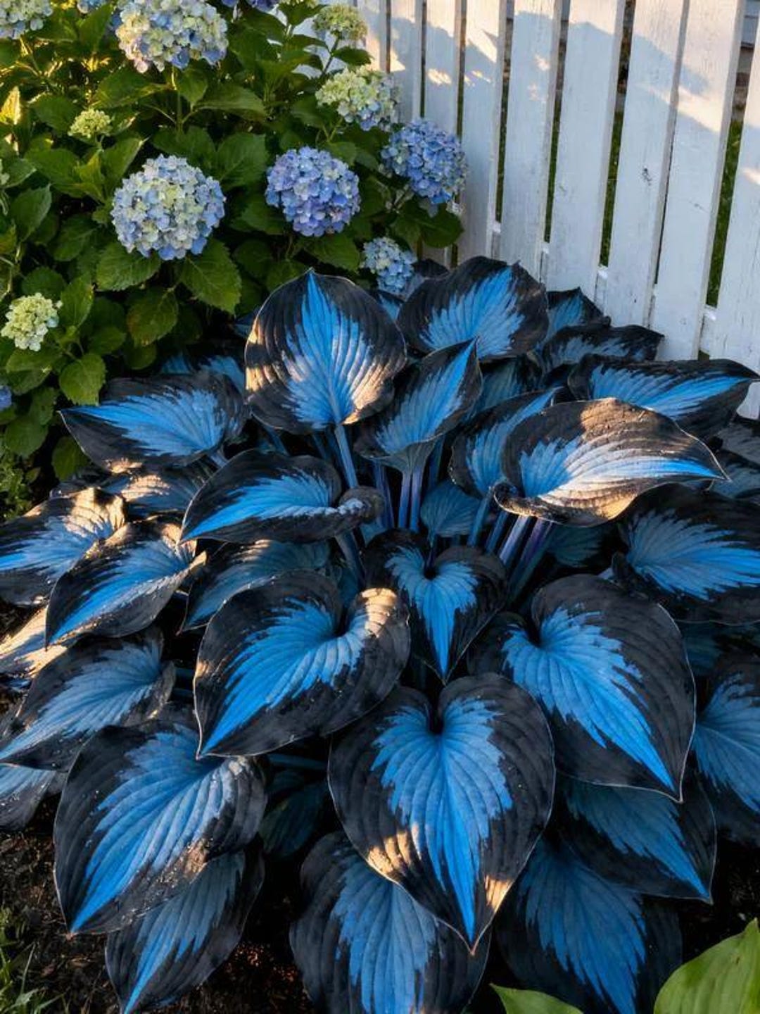 200+ Black Blue Hosta Seeds – Unique Shade Perennial for Your Garden - Etsy