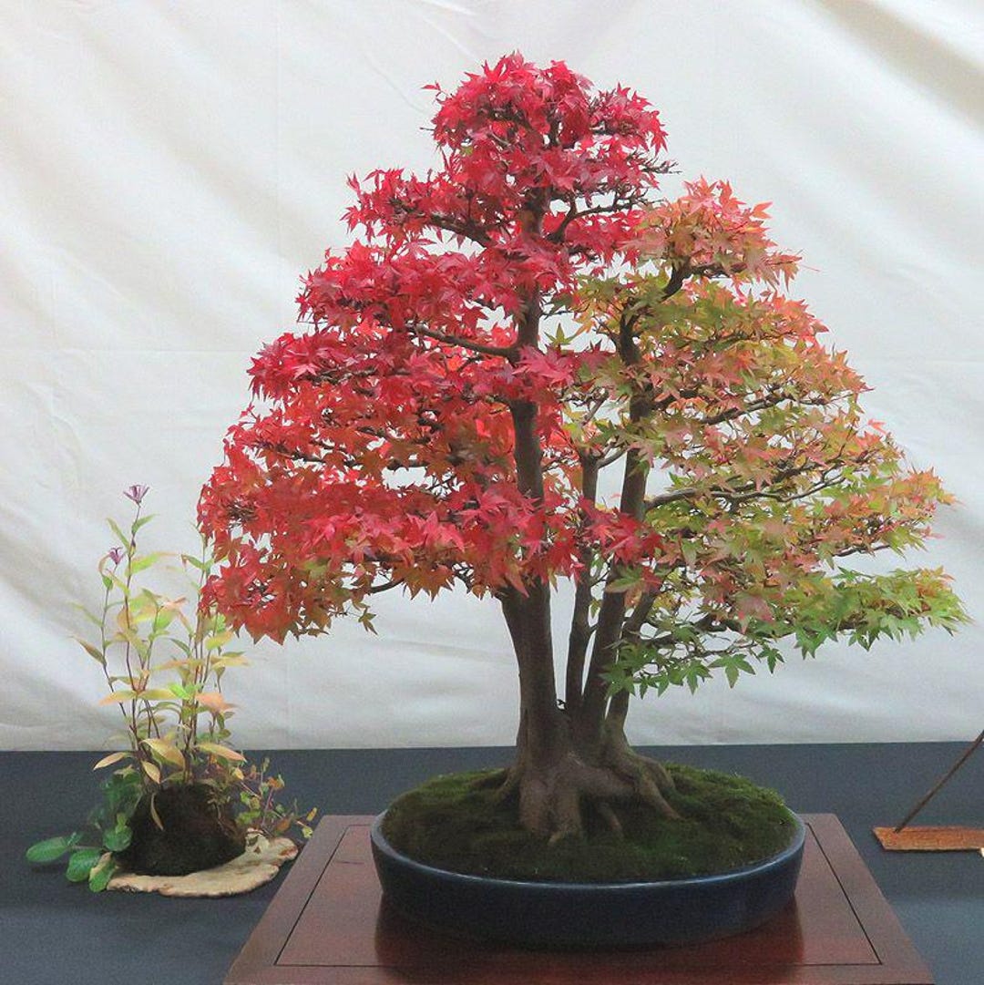 30+ Purple Maple Tree Seeds – Stunning Ornamental Tree for Your Garden ...