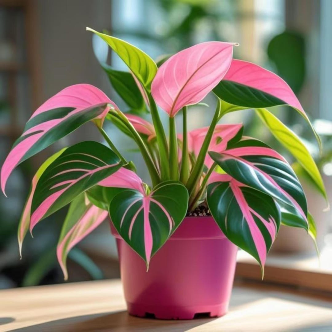 25+ Pink & Green Tip Calathea Seeds - Etsy