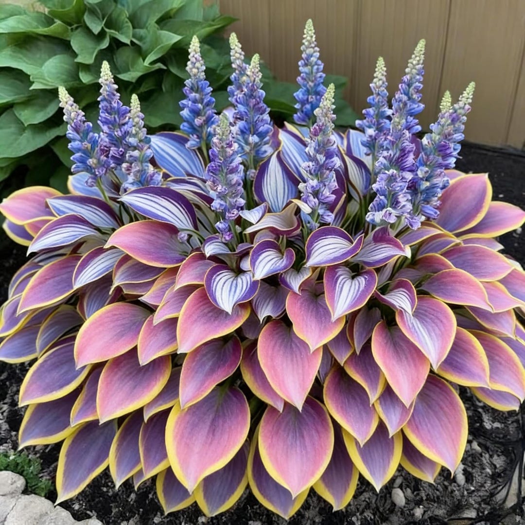 Pink Hosta Seeds | 200+ Perennial - Etsy