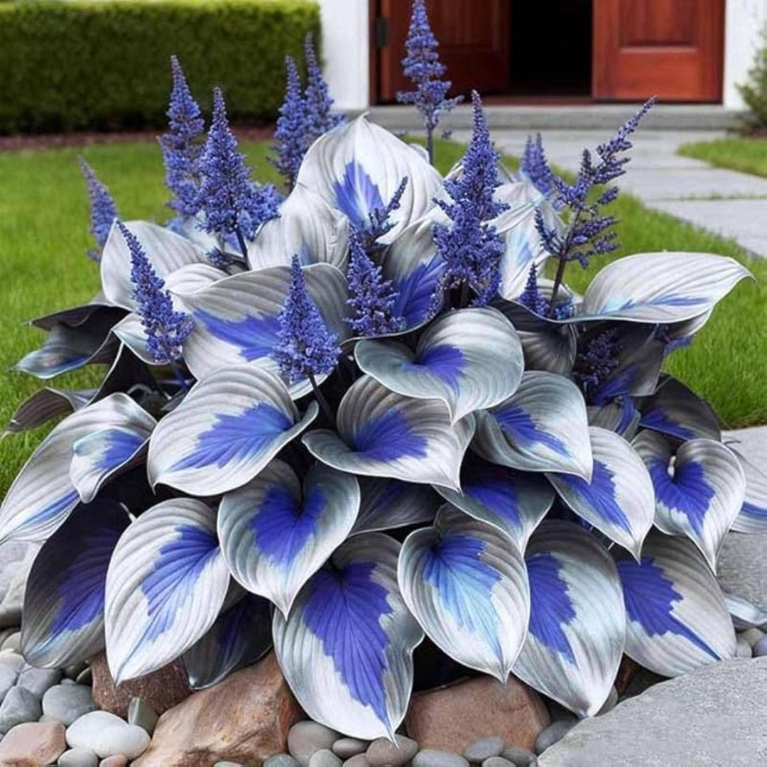 200+ Gray Blue Hosta Seeds – Unique Shade Perennial for Your Garden - Etsy