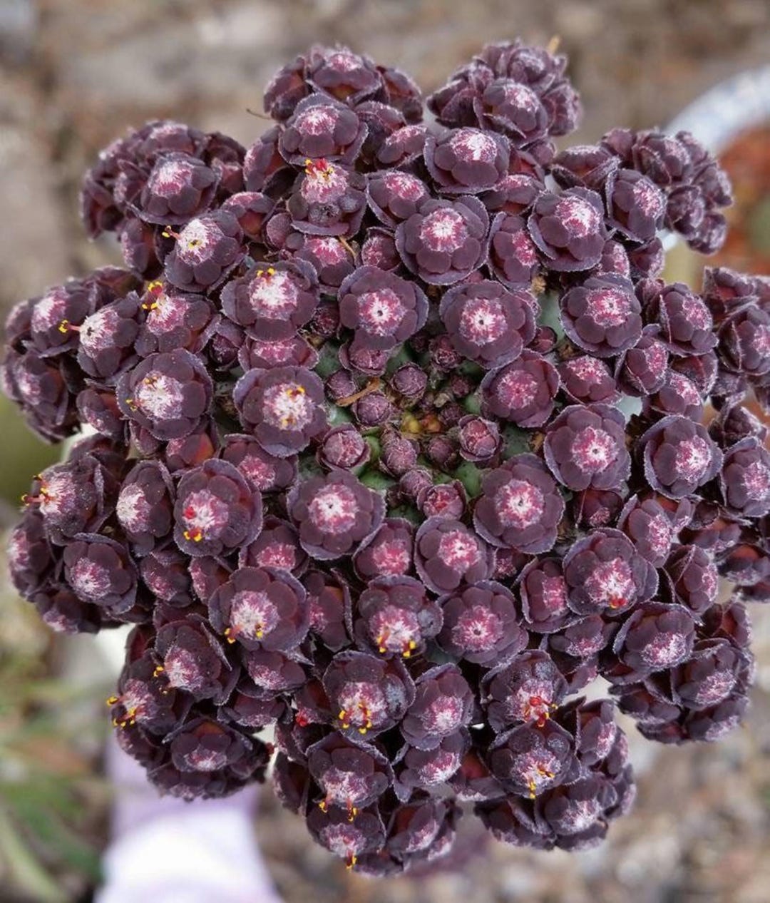 Euphorbia Polygona Horrida Seeds – Rare African Succulent 5 Seeds - Etsy