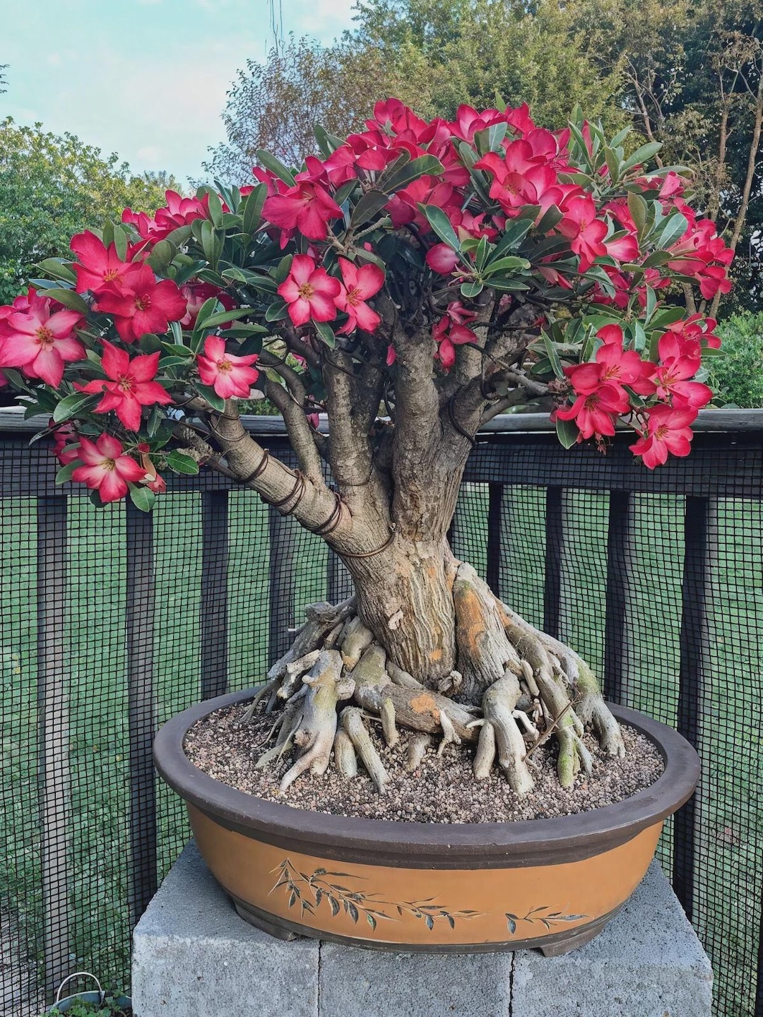 10+ Mixed Color Adenium Obesum Bonsai Seeds - Etsy