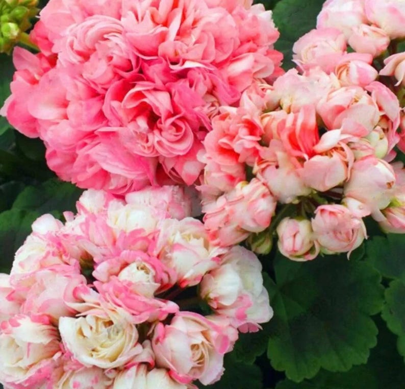 Appleblossom Geranium Seeds | Rare Heirloom Pelargonium | Non-gmo ...