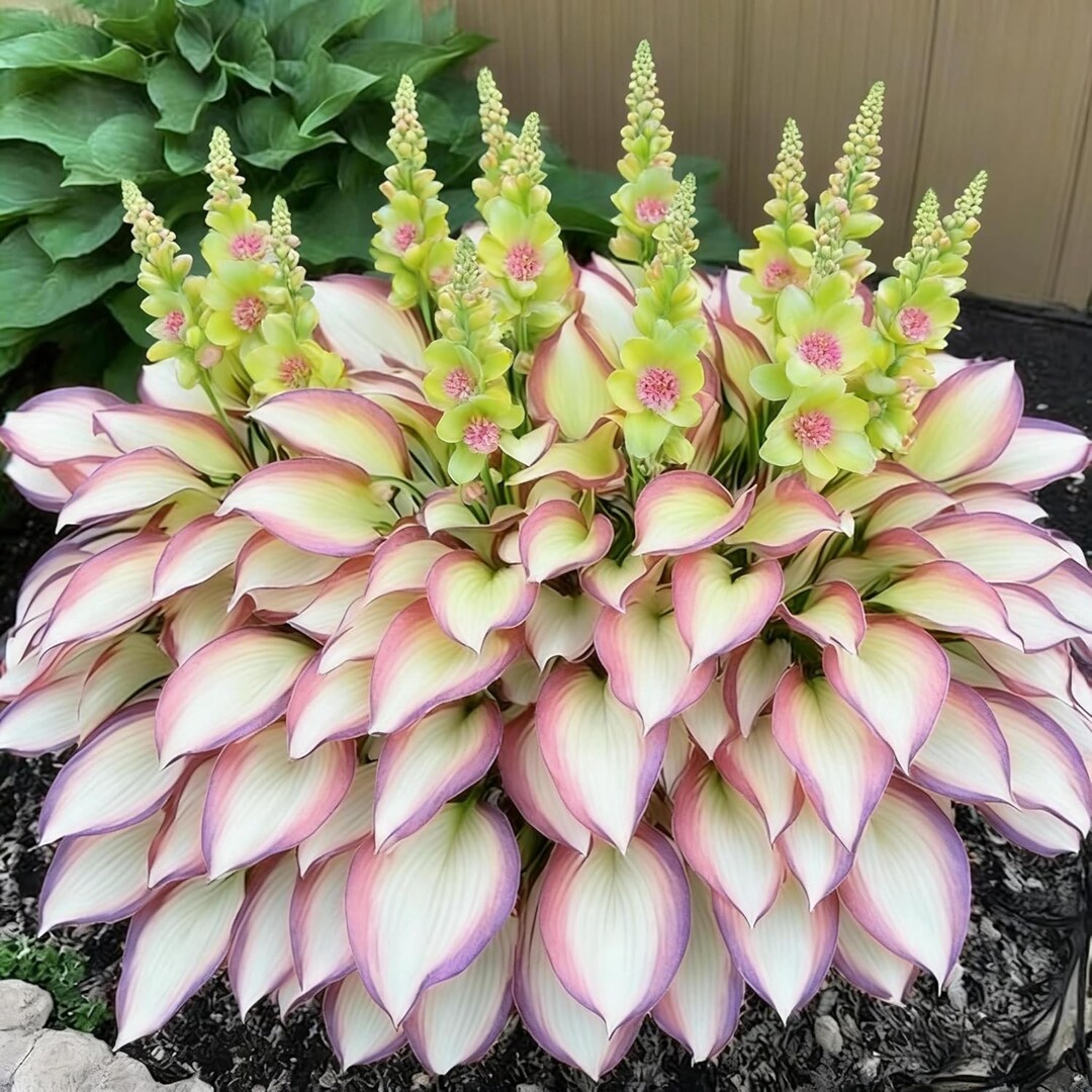 200+ Pink White Hosta Seeds – Perennial Outdoor Shade Plants - Etsy