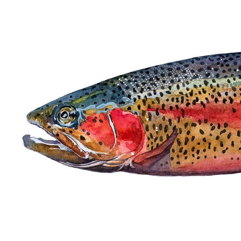 Rainbow Trout Art - Etsy