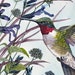 Ruby-throated, Hummingbird, Watercolor Art, Hummingbird Painting, Bird ...