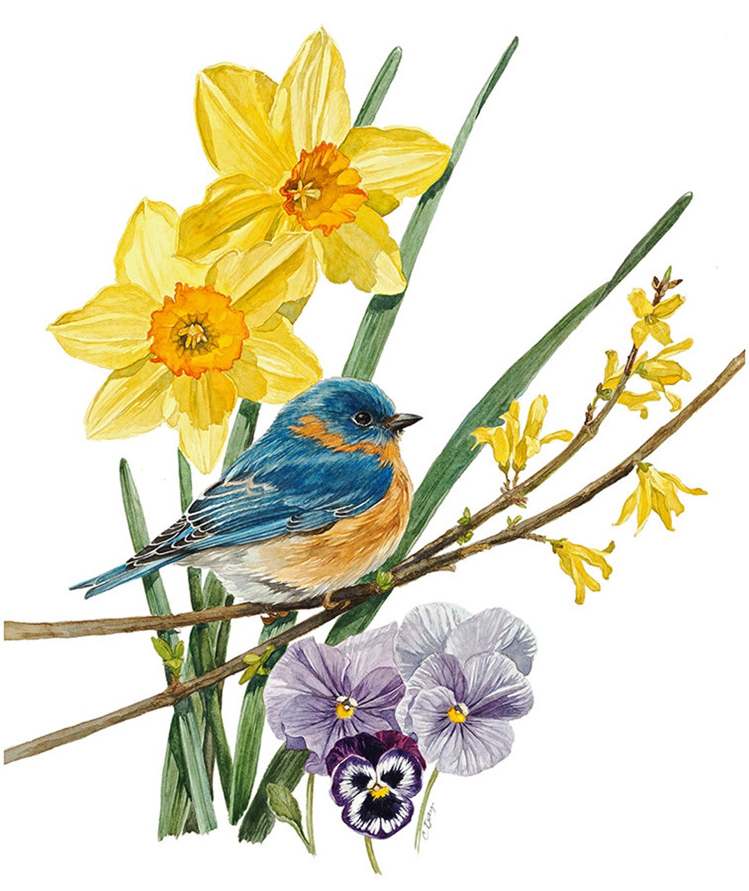 Bluebird Watercolor, 5x7 Print, Bluebird, Spring, Bird Art,watercolor ...