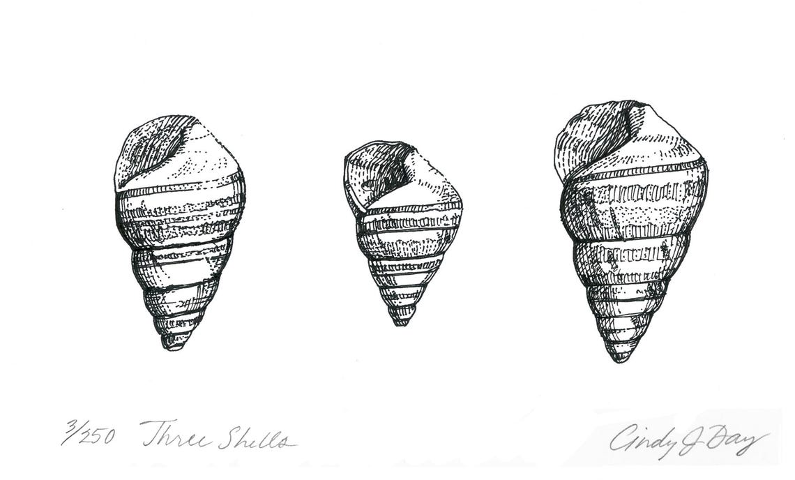 Seashell Art Print, Black and White Shell Drawing, 5x7 Coastal Wall Art ...