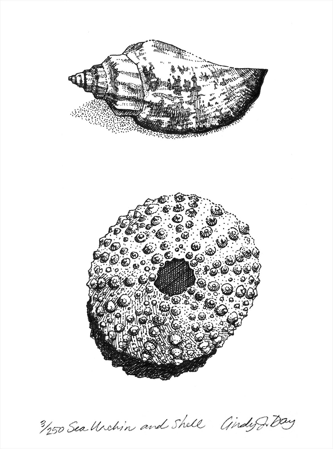 Sea Urchin and Sea Shell Giclée Art Print, 5x7 Pen and Ink Marine ...