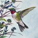 Ruby-throated, Hummingbird, Watercolor Art, Hummingbird Painting, Bird ...
