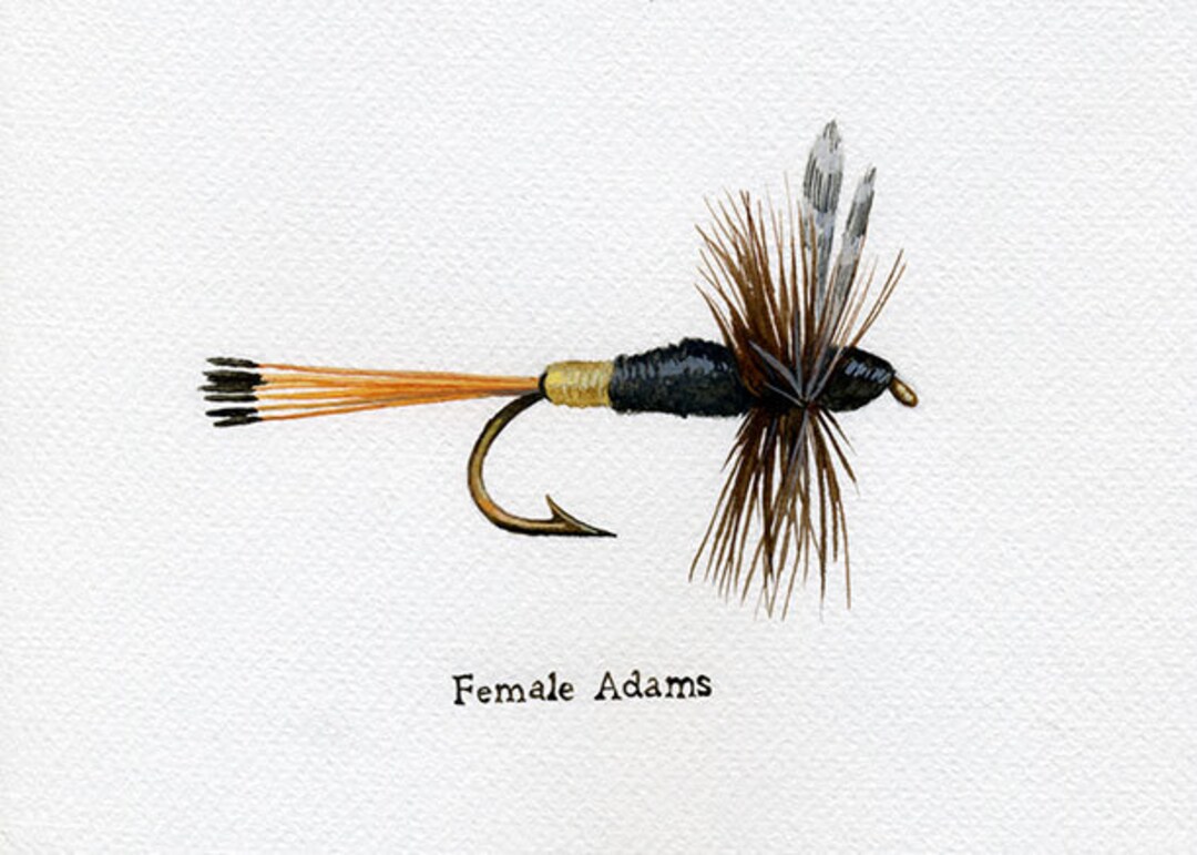 Fishing Fly, Female Adams, Watercolor Art Print, Trout Art, Fly Fishing ...
