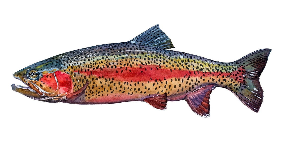 Rainbow Trout, Trout Art, Fly Fishing Art, Fly Fishing, Trout ...