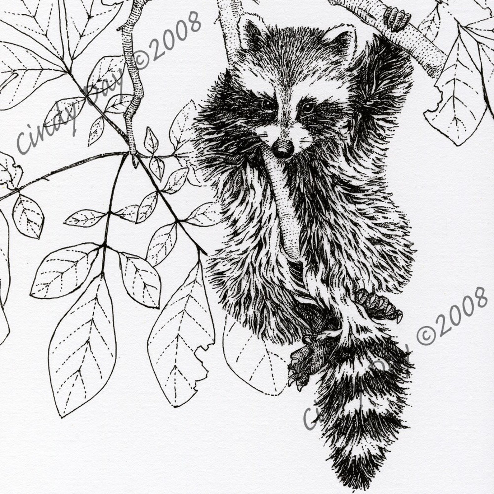 Raccoon Pen and Ink Woodland Animals Illustration Black - Etsy
