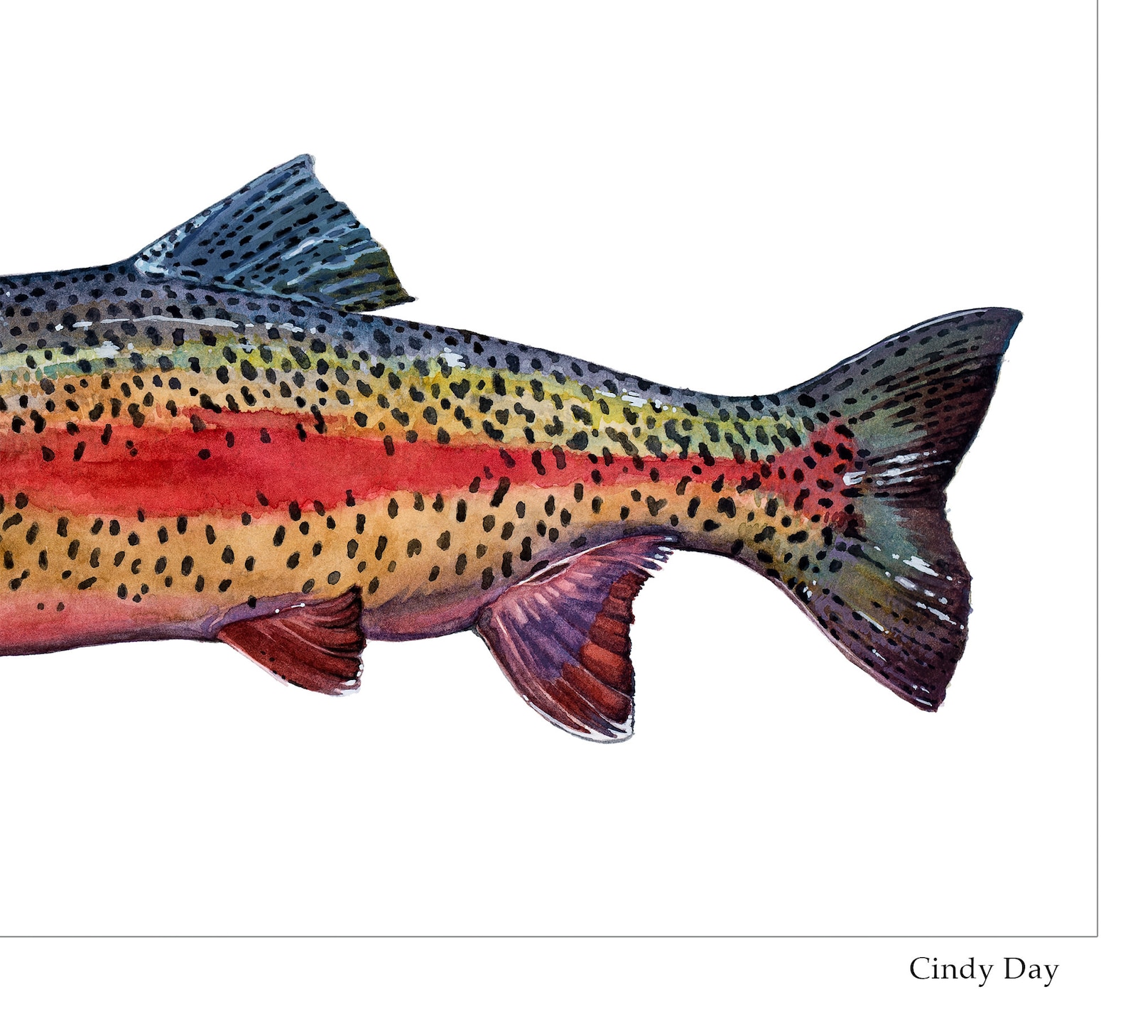 Rainbow Trout Trout Art Fly Fishing Art Fly Fishing Trout | Etsy