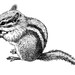 Woodland Animals, Art, Chipmunk, Pen and Ink, Illustration, Nature Art ...