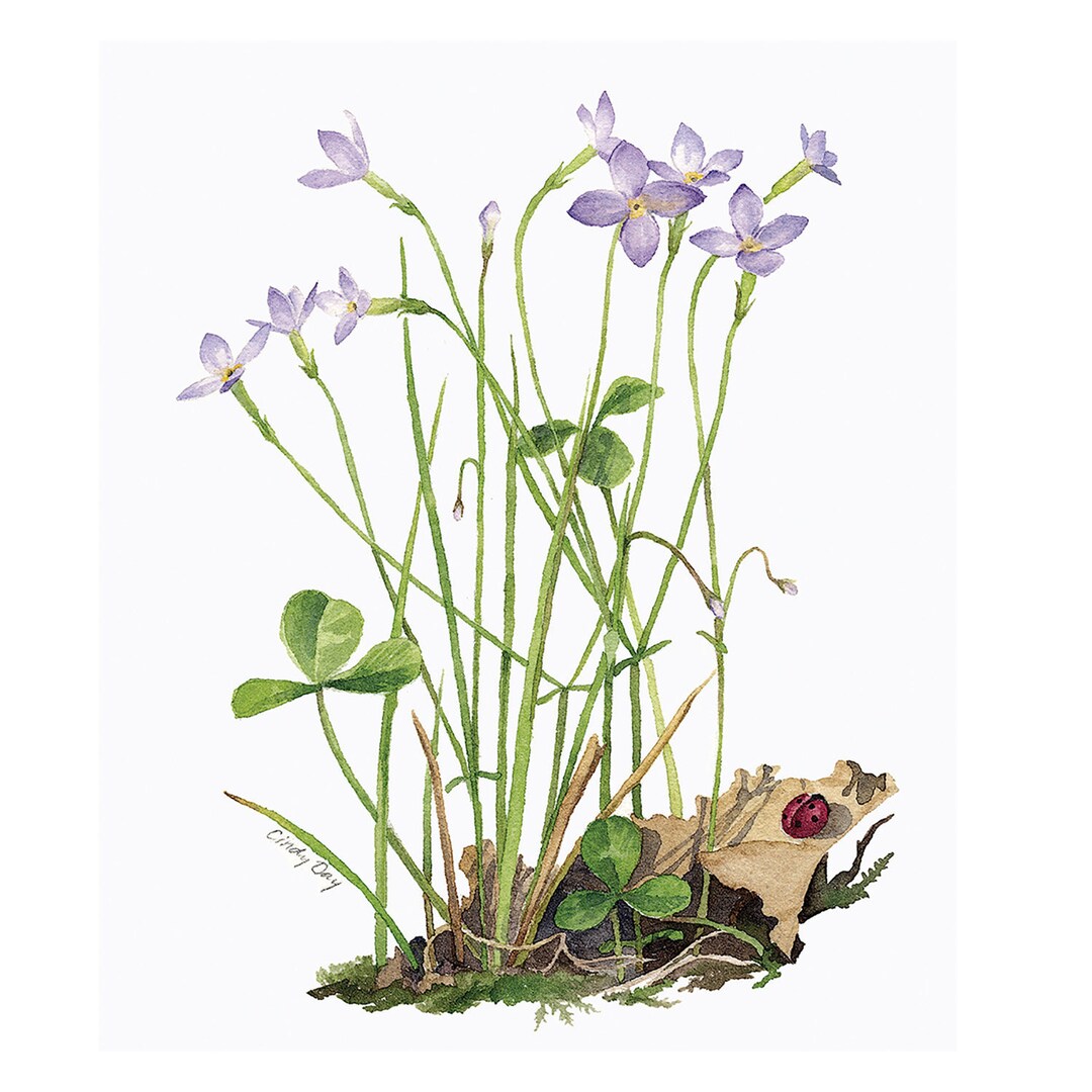 Bluets, Watercolor Painting, Quaker Ladies, Spring Flowers, Ladybug ...