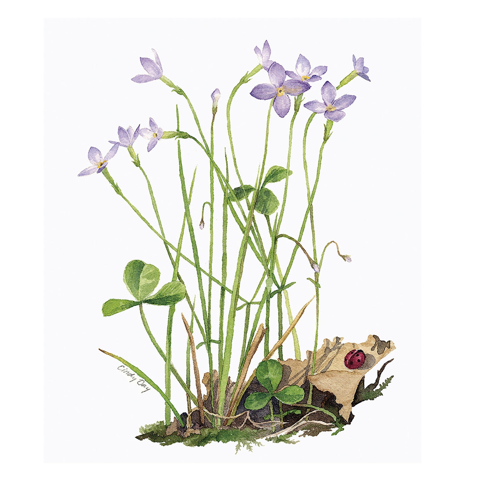 Bluets, Watercolor Painting, Quaker Ladies, Spring Flowers, Ladybug ...