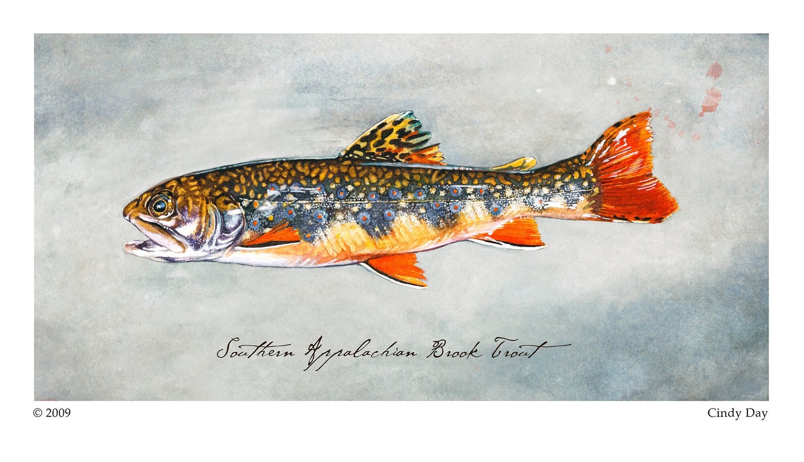 Appalachian Brook Trout, Brook Trout Art, Trout Art, Fly Fishing Art ...