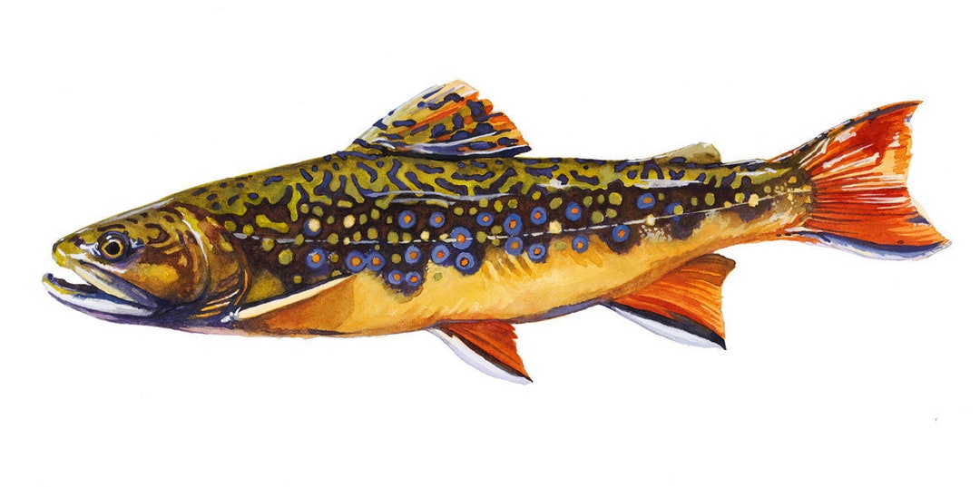 Brook Trout, Appalachian Brook Trout, Speckled Trout, Trout Art, Trout ...
