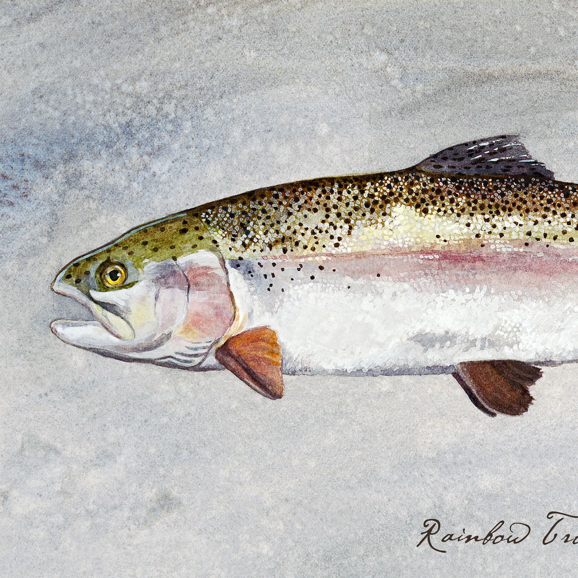 Rainbow Trout Trout Watercolor Trout Art Fly Fishing Art | Etsy