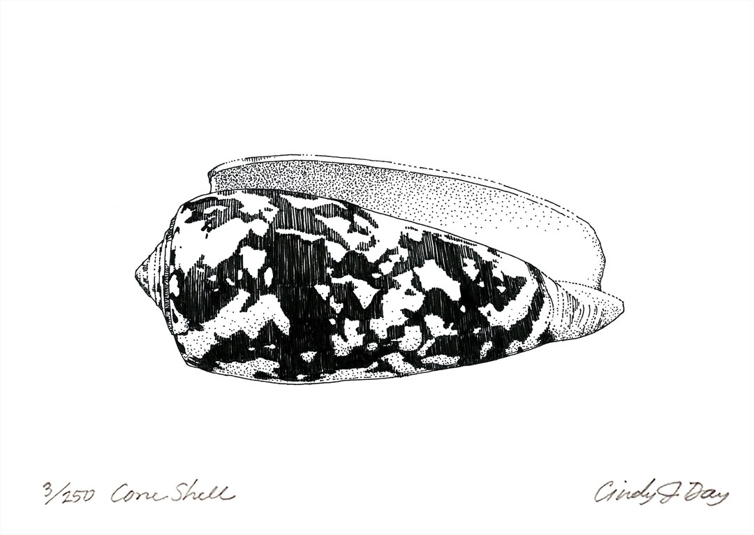 Cone Shell Giclée Art Print – 5x7 Pen and Ink Sea Shell Drawing ...