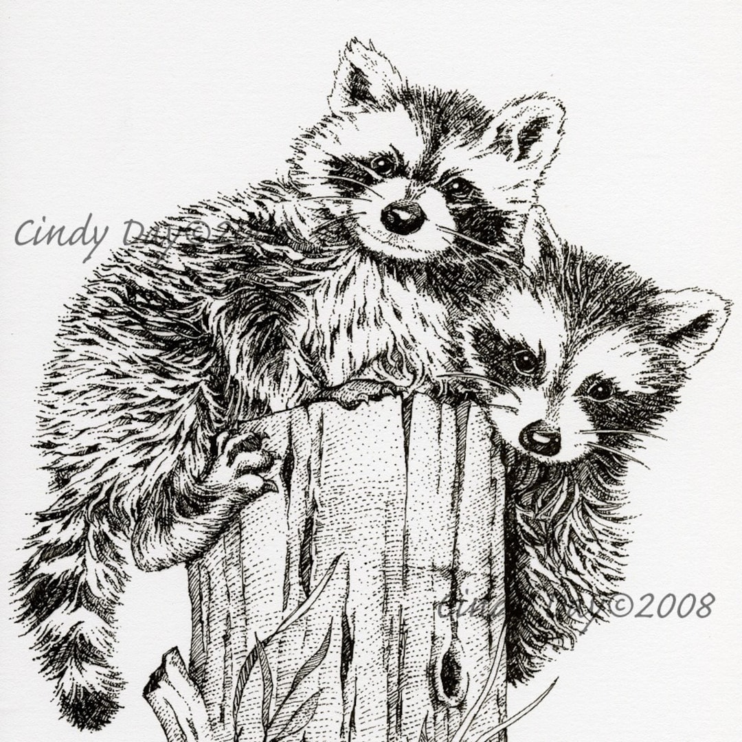 Woodland, Raccoon, Art, Print, Black and White, Pen and Ink, Best ...