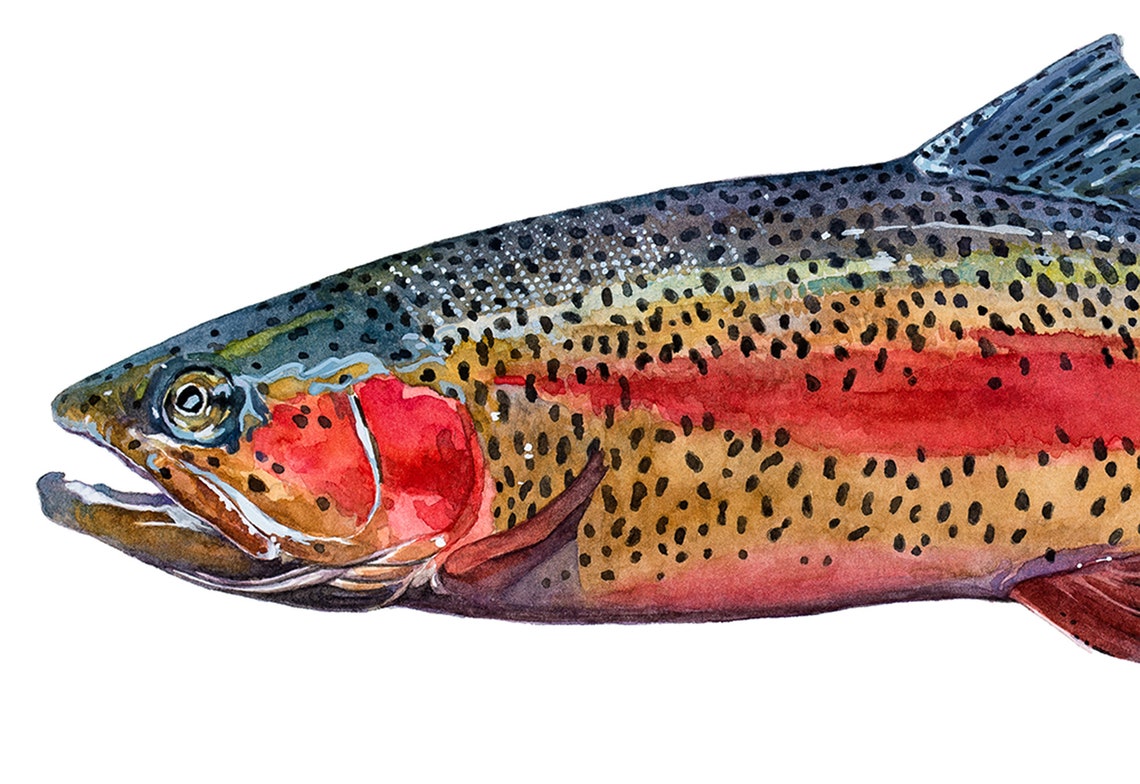 Rainbow Trout, Trout Art, Fly Fishing Art, Fly Fishing, Trout ...