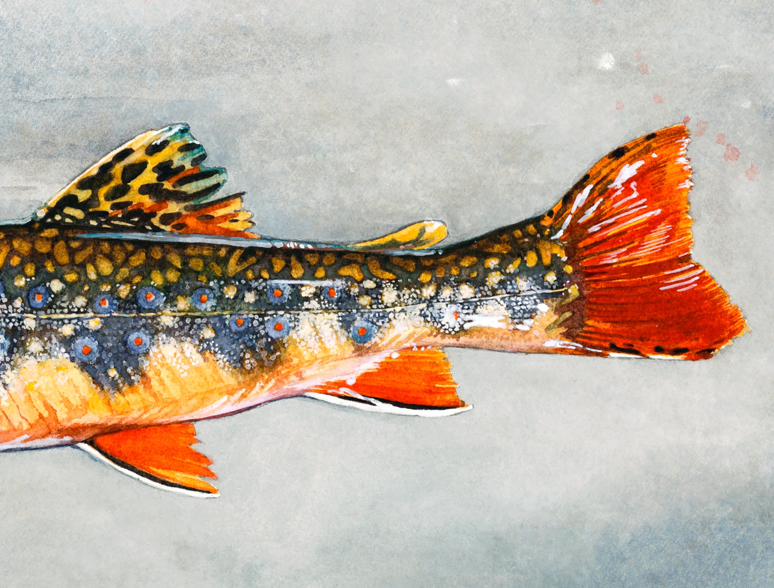 Appalachian Brook Trout, Brook Trout Art, Trout Art, Fly Fishing Art ...