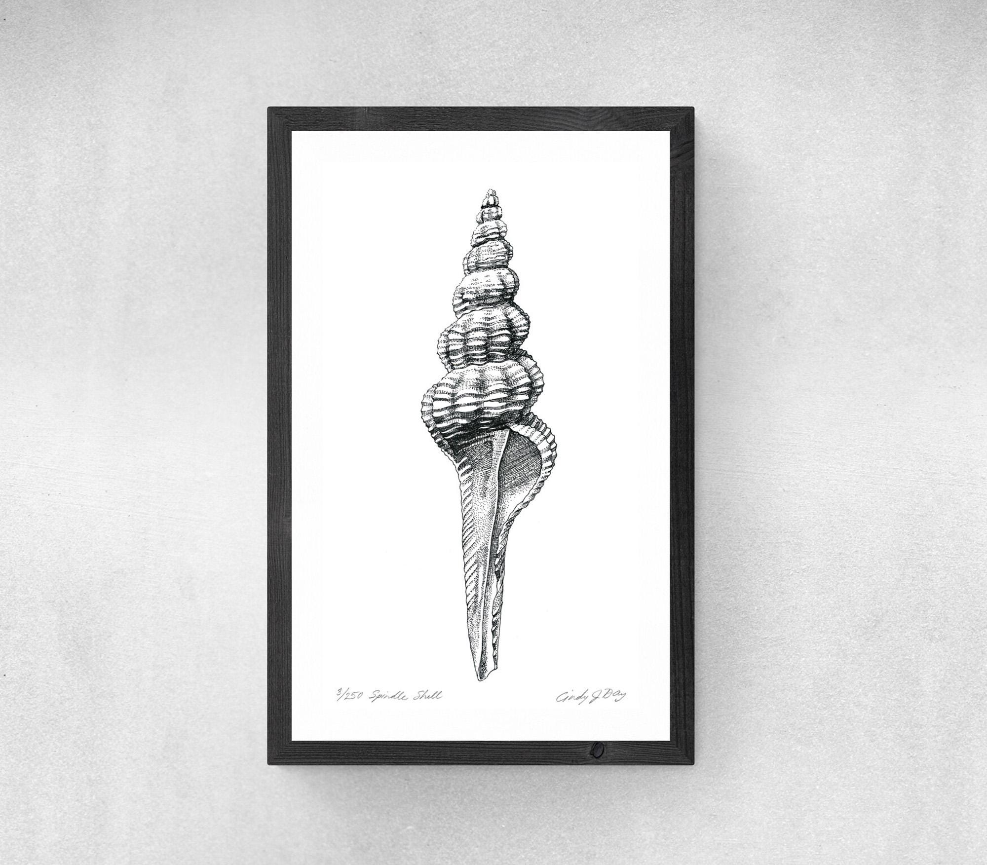 Spindle Shell Giclée Art Print, Pen and Ink Shell Illustration, Limited ...