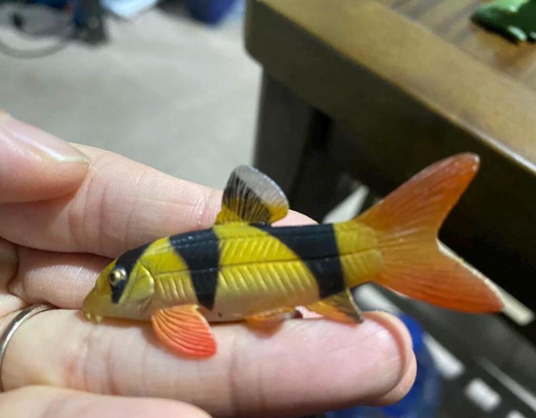 Japan Clown Loach Fish PVC Mini Model Figurine Figure - Etsy