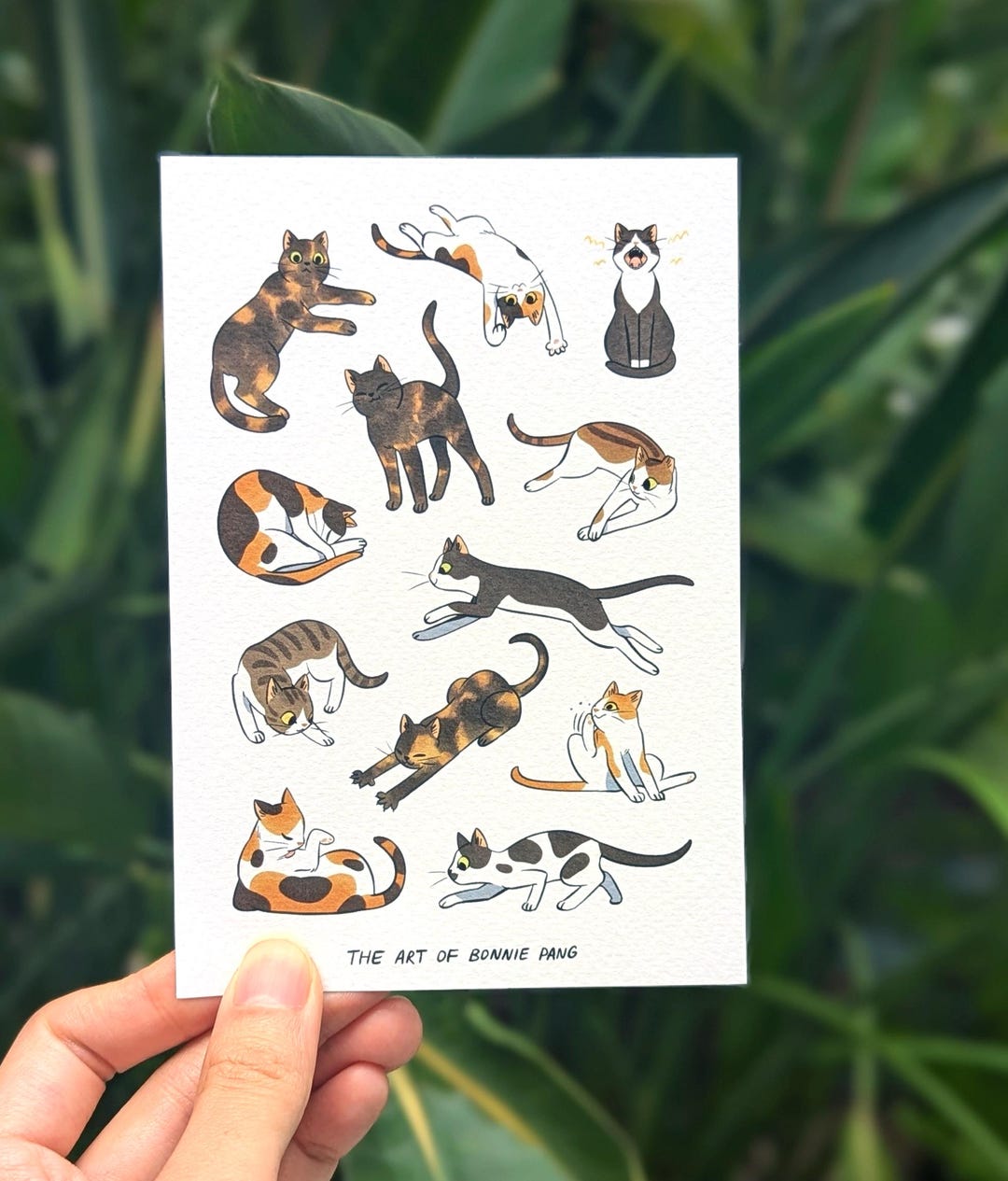 Patchy Cat Postcard A6 Adorable Cute Tuxedo Calico Tortoiseshell Tortie ...