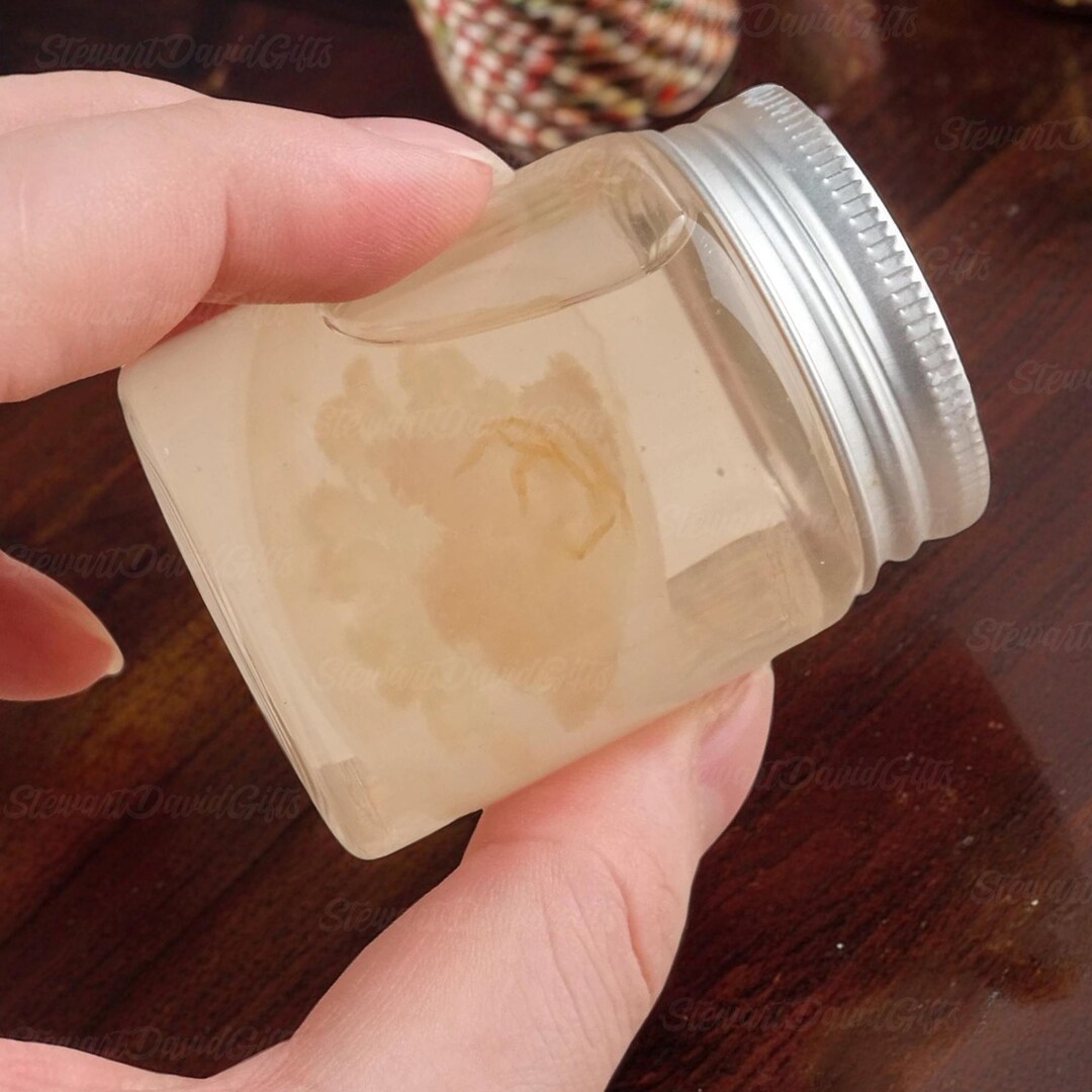 Pale Yellow Jellyfish Specimen, Glass Tube Jellyfish, Real Jellyfish ...