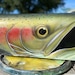 Rainbow Trout Mailbox - Etsy