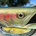 Rainbow Trout Mailbox - Etsy