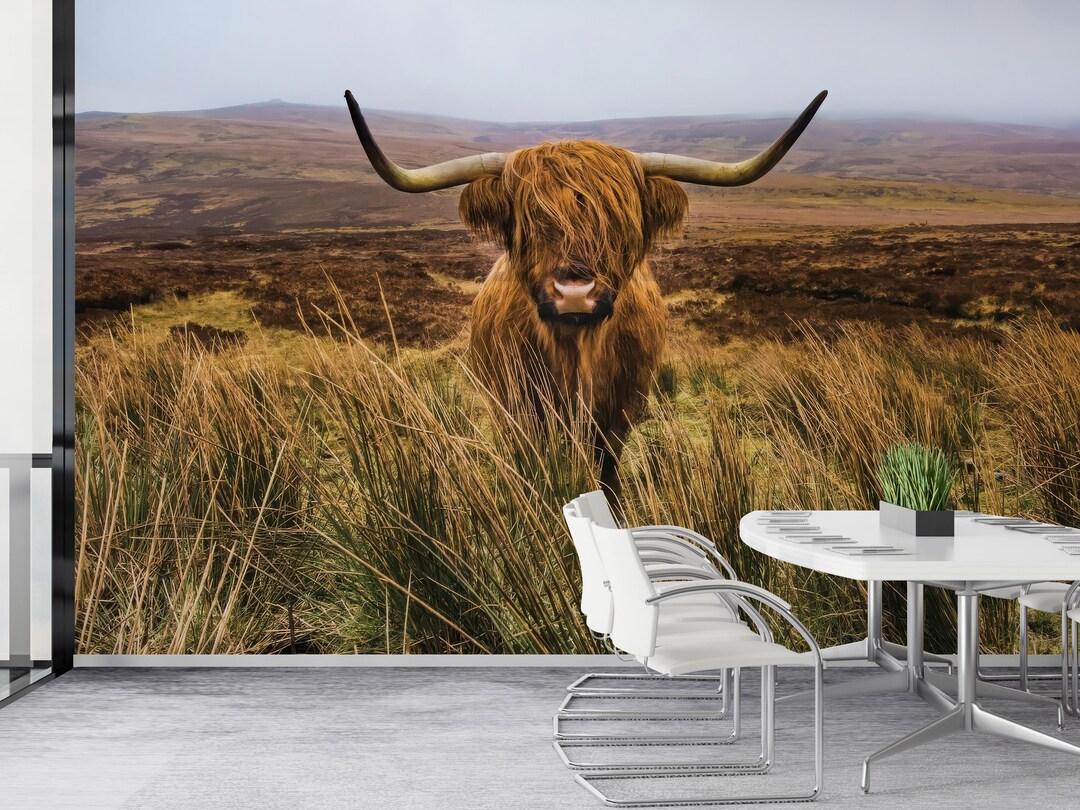Highland Cow Wall Mural in Rustic Field, Scottish Longhorn Cattle ...