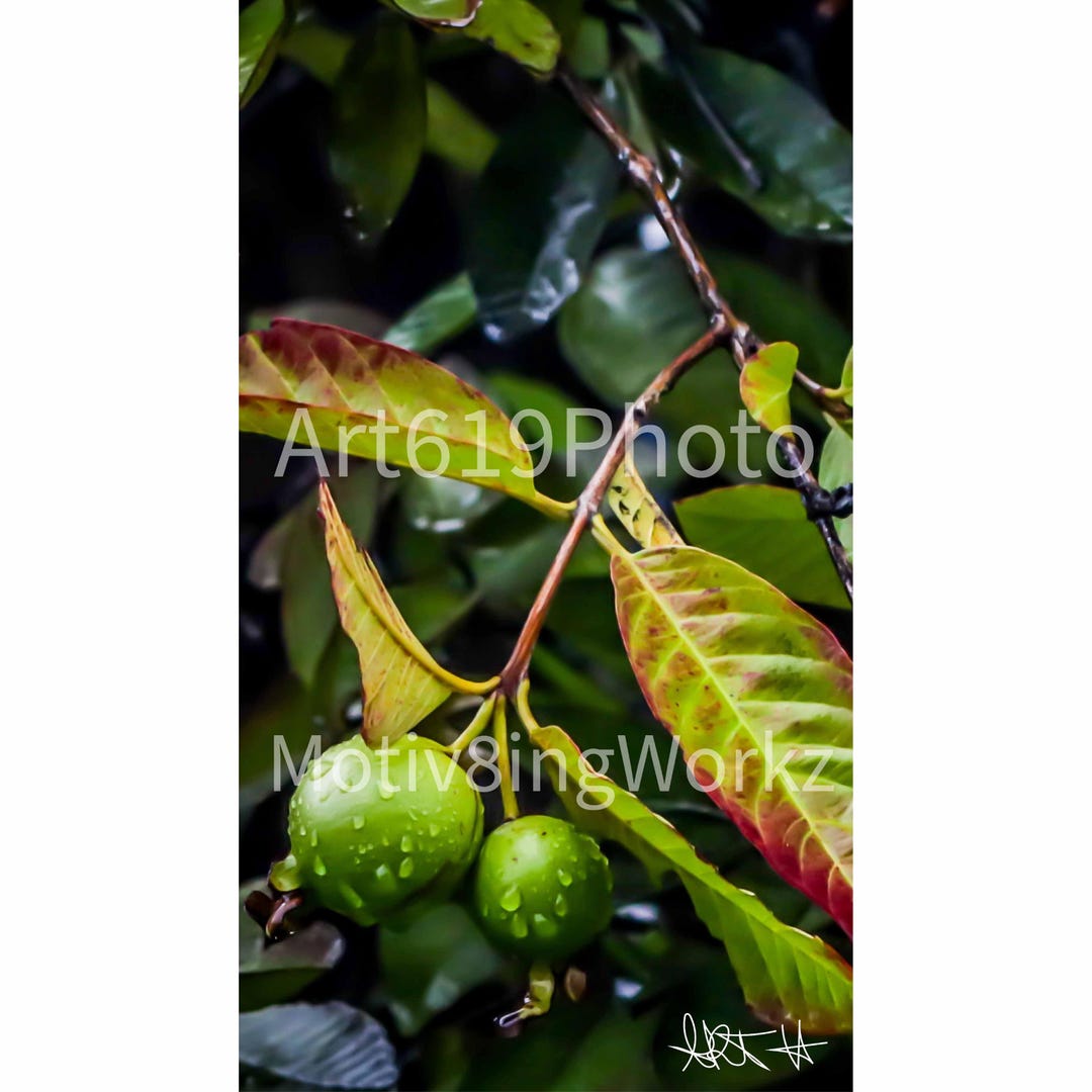 Guava Tree Phone Wallpaper - Etsy