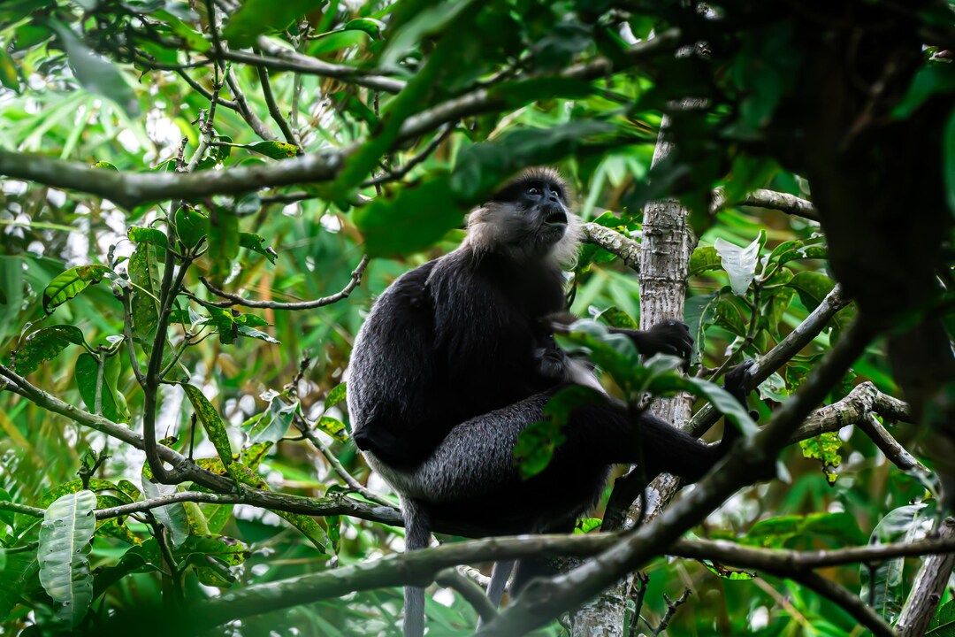 Dramatic Wildlife Photography Print, Museum Quality Wall Art, Jungle ...