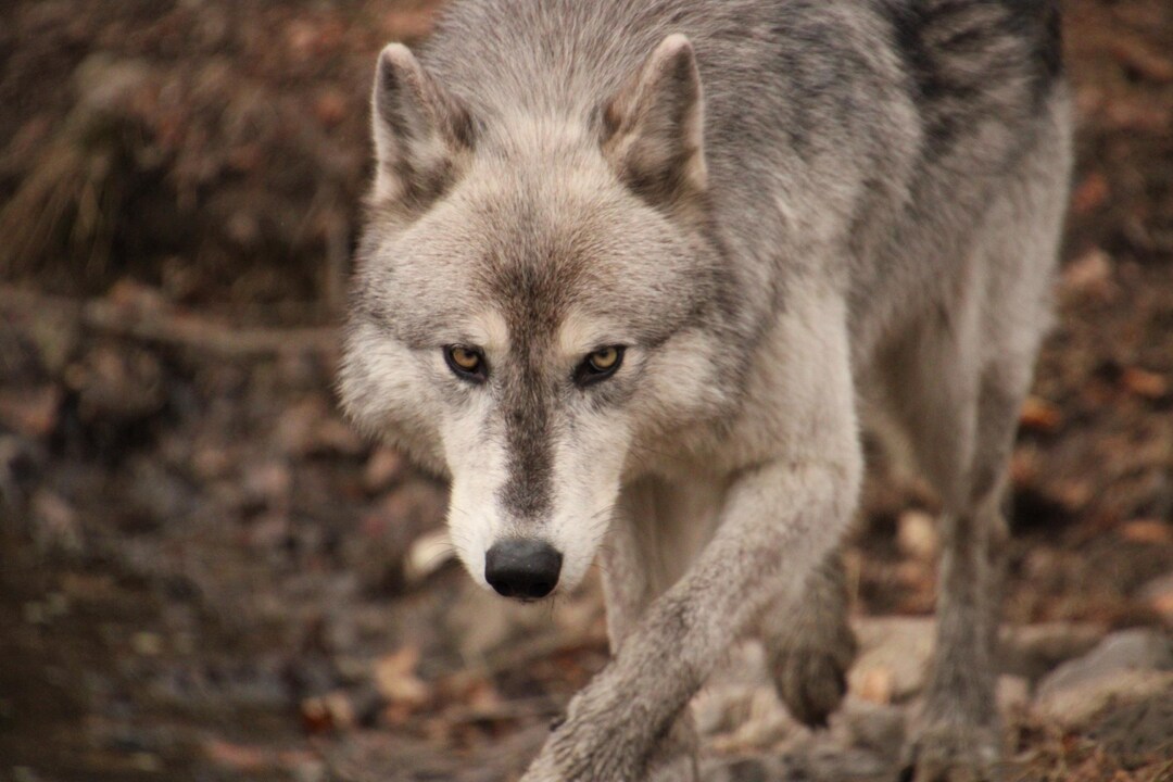 British Columbian Wolf Face Digital Download Photograph (IMG Reference ...