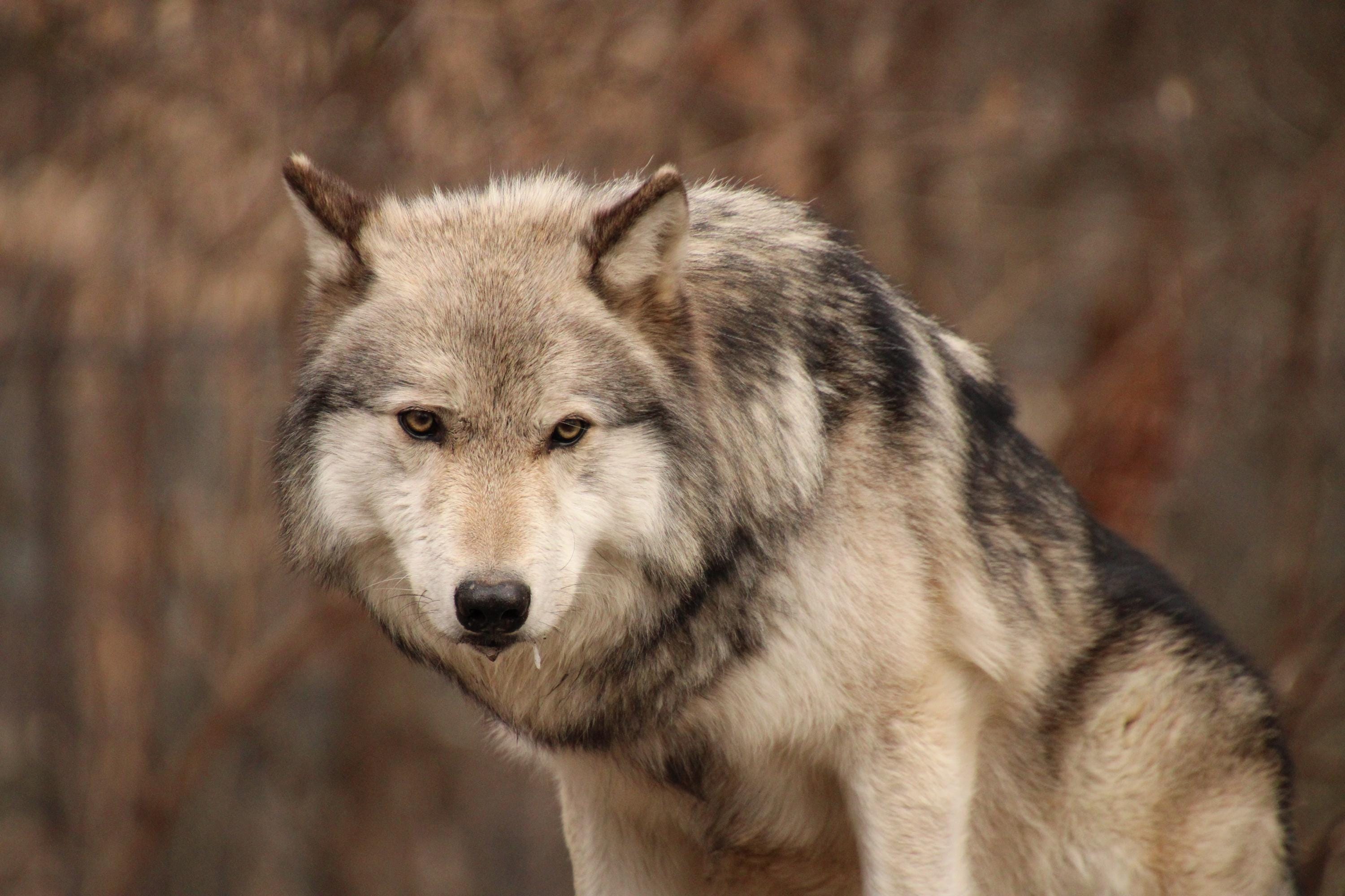 Timber Wolf Brown Digital Download Photograph IMG Reference 3 - Etsy