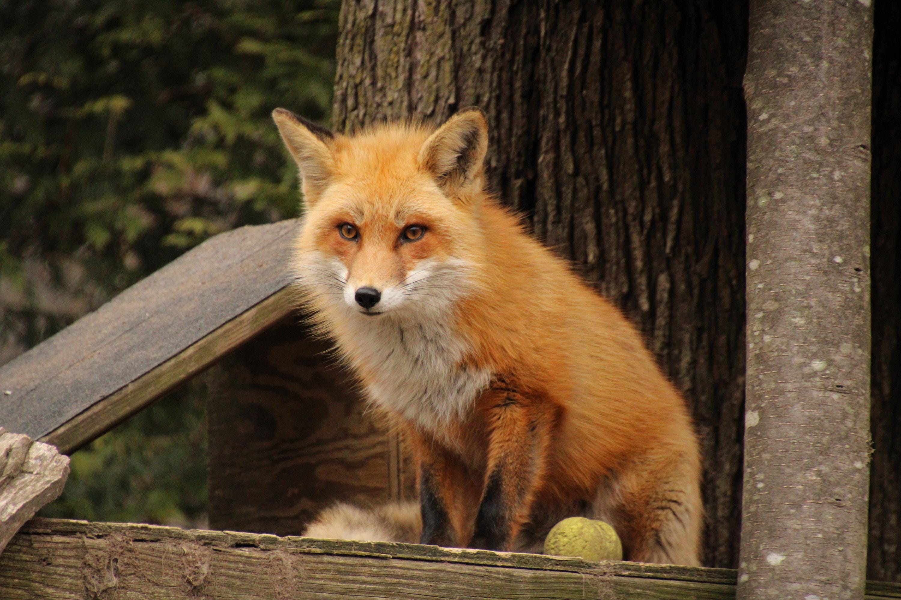 Red Fox Sitting Digital Download Photograph (IMG Reference #10) - Etsy