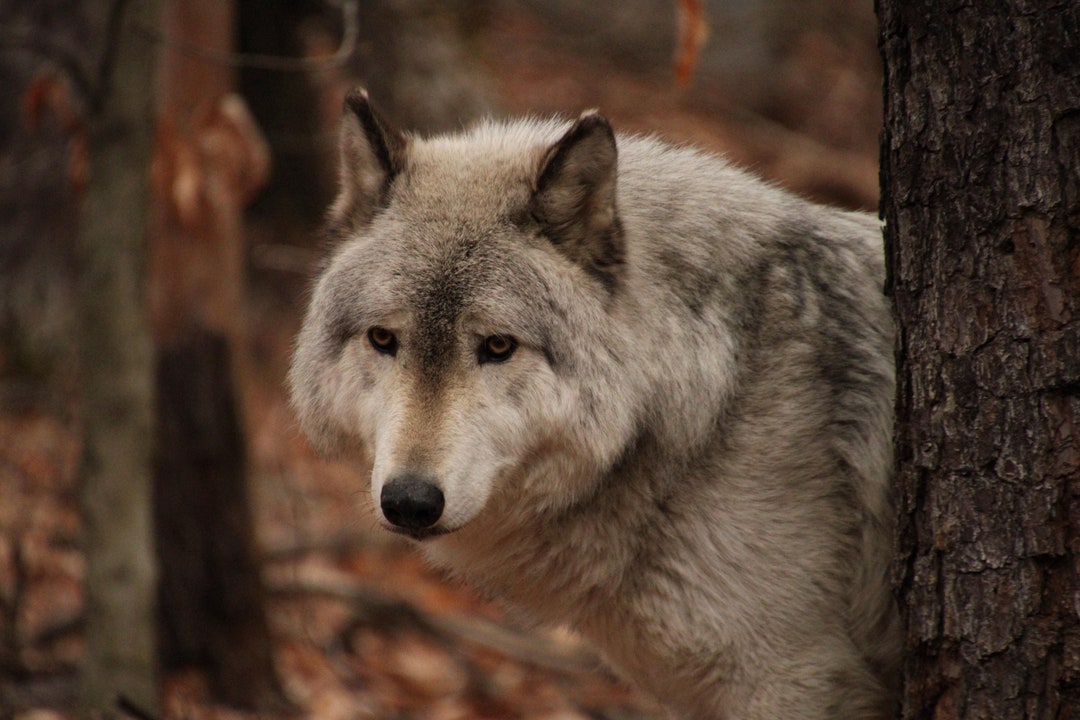 Timber Wolf Behind Tree - Etsy