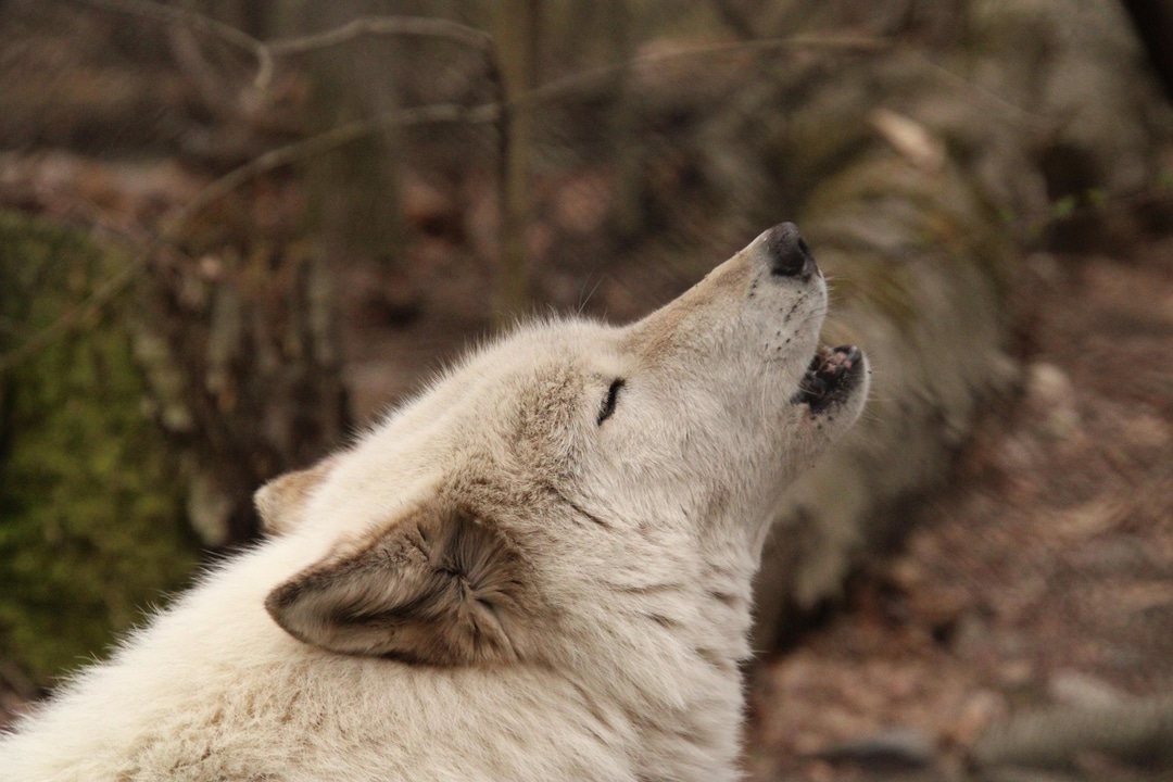 Timber Wolf White Howl Digital Download Photograph IMG Reference 13 - Etsy